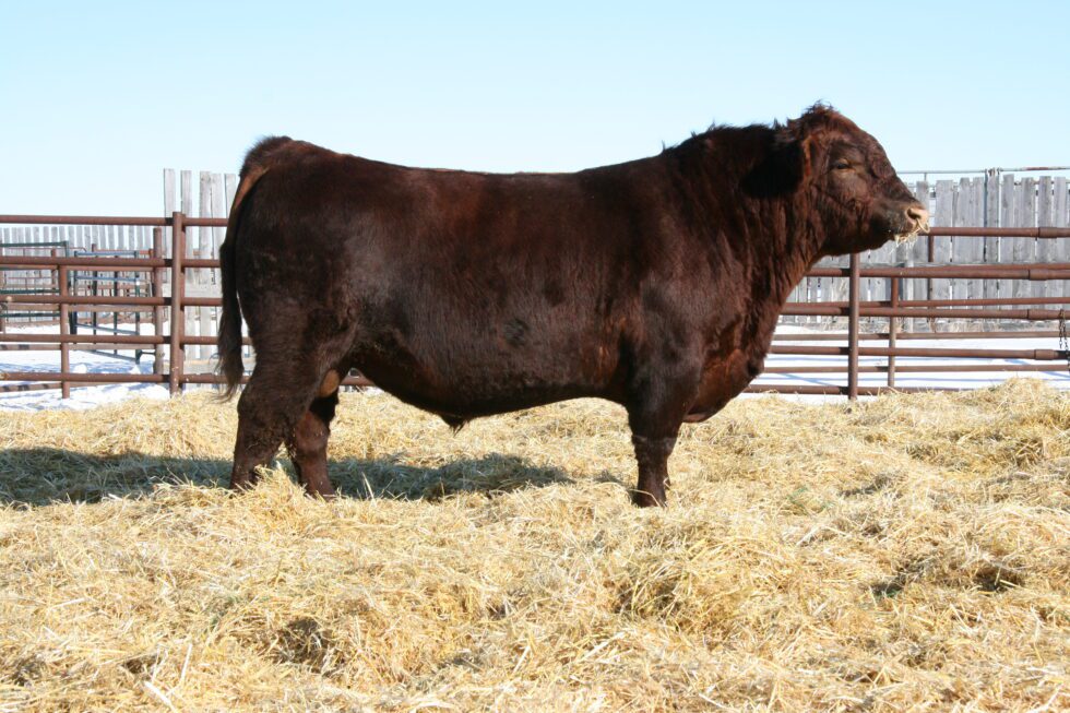 For Sale | Moose Creek Red Angus | Saskatchewan, CA